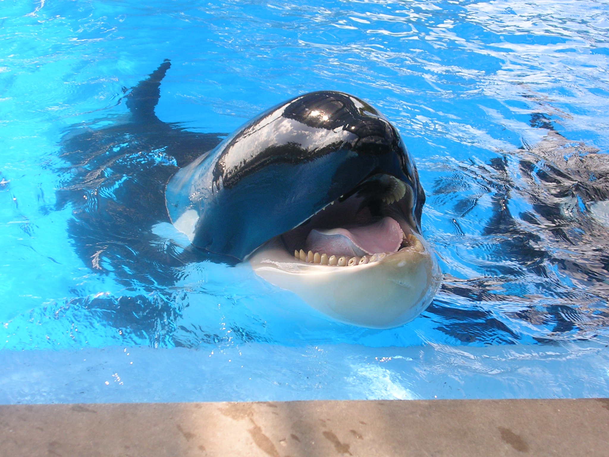SeaWorld San Antonio - Travel Fam Life