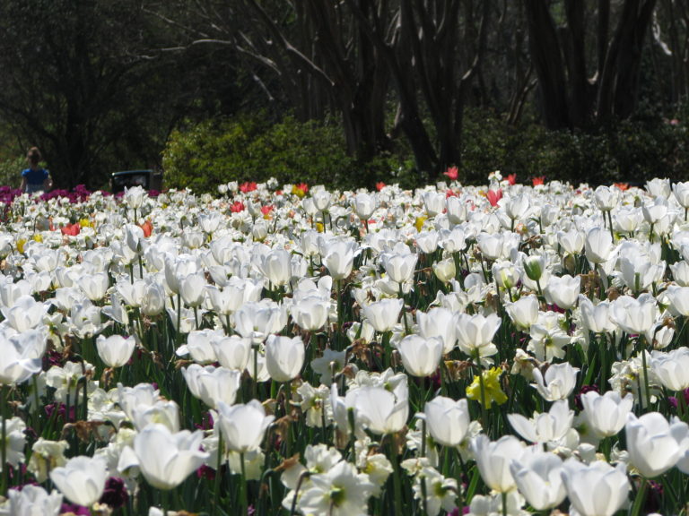 Dallas Arboretum and Botanical Gardens - Travel Fam Life